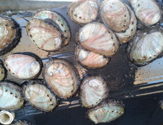 Abulones Cultivados – Grupo Tersa